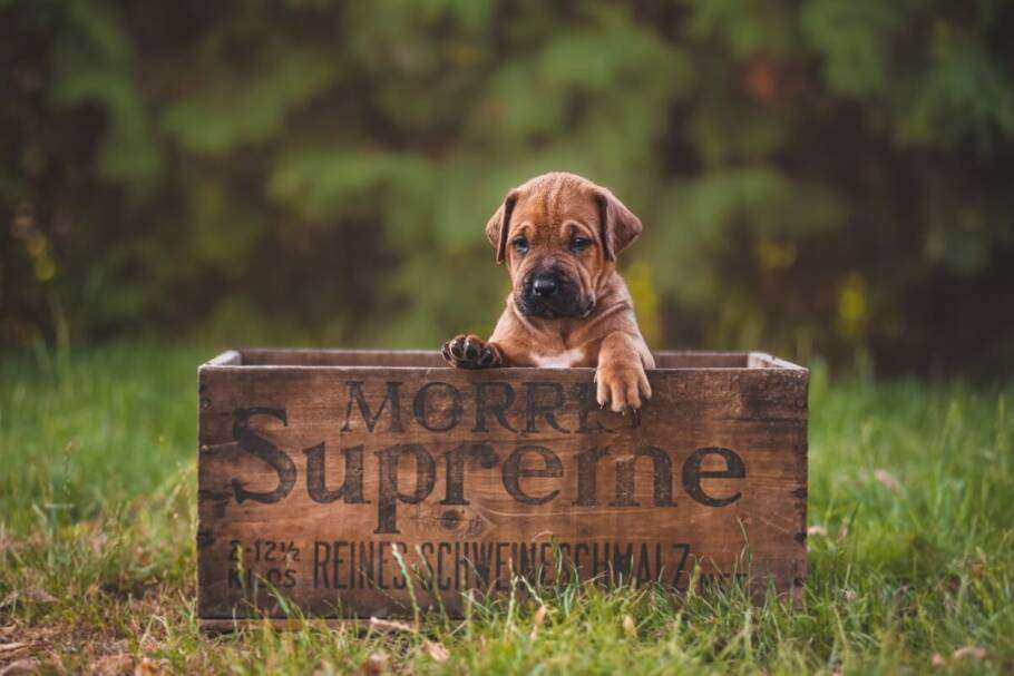 4 características do cachorro da raça tosa inu