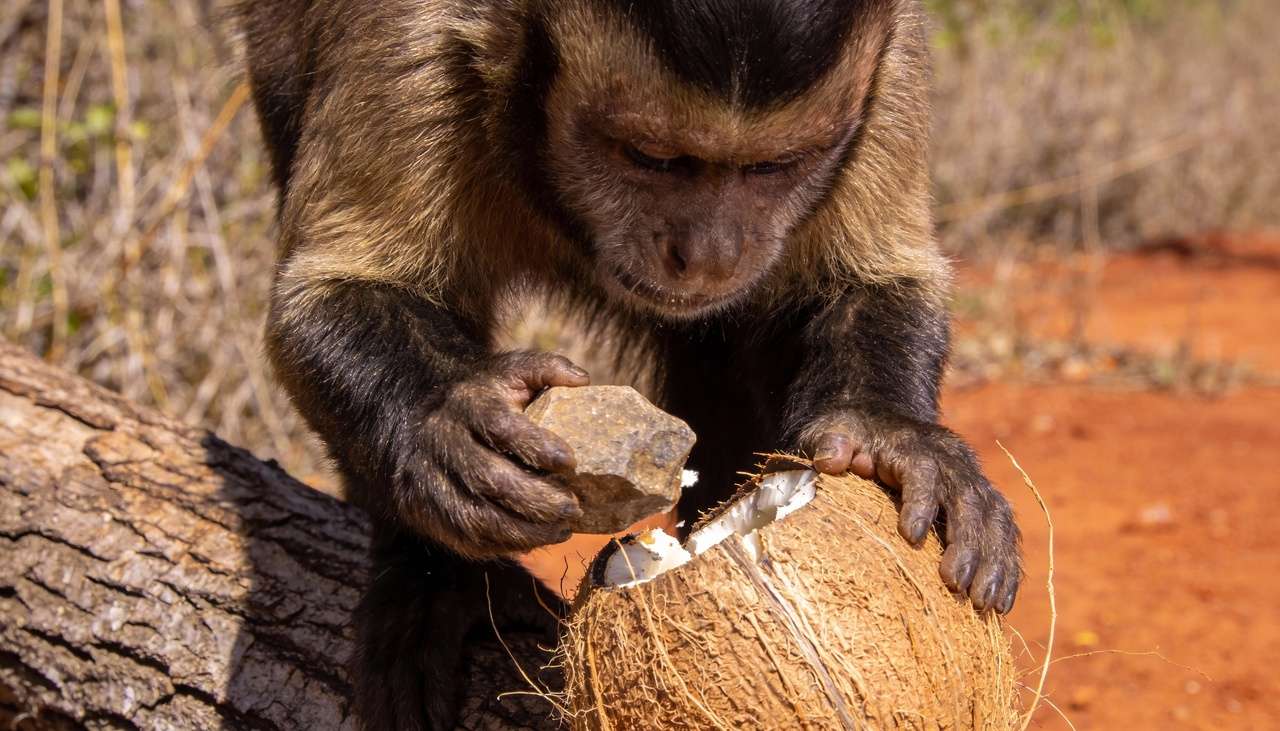 Três curiosidades sobre a fauna brasileira que parecem coisa de filme ...