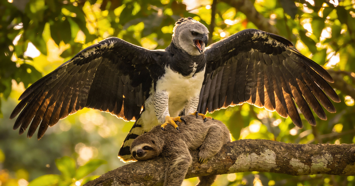 Gavião-real: a maior ave de rapina do mundo, vive no Brasil e consegue ...