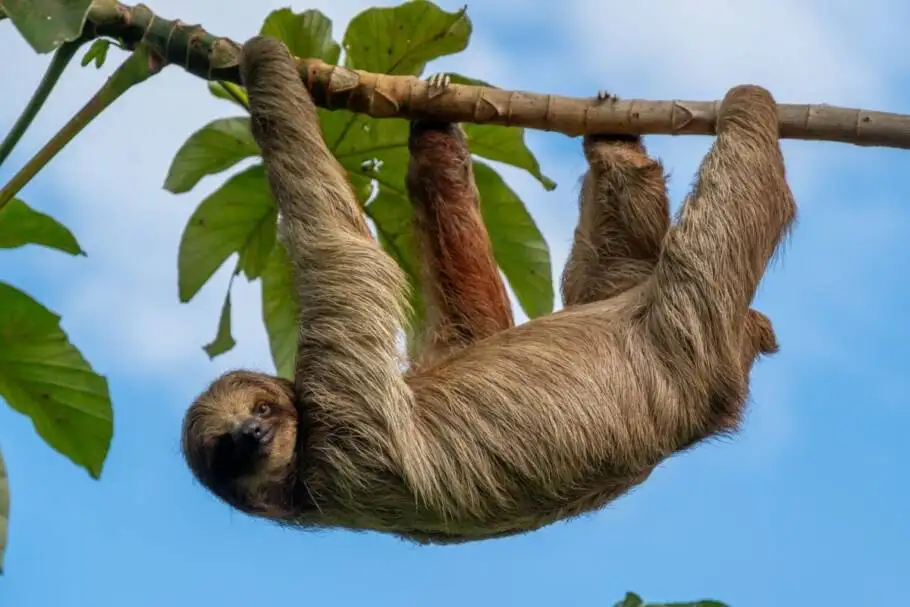 8 curiosidades interessantes sobre o bicho-preguiça