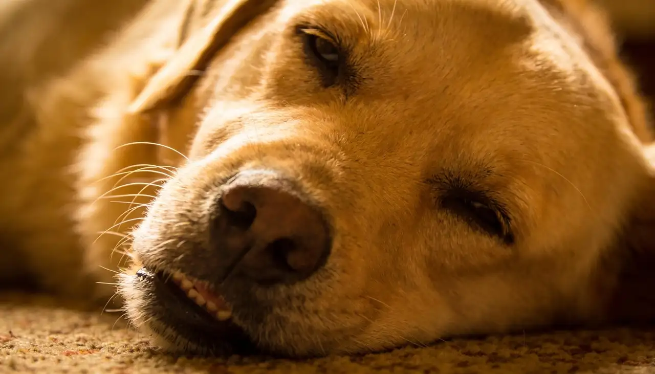 O que significa quando o seu cachorro suspira bem fundo do seu lado