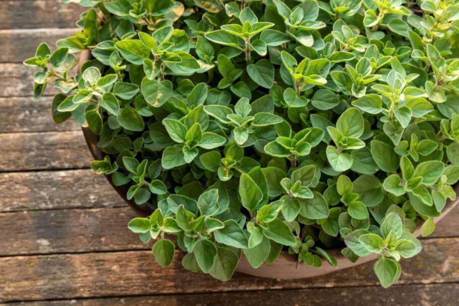 Orégano: benefícios da erva aromática e dicas para cultivar em casa