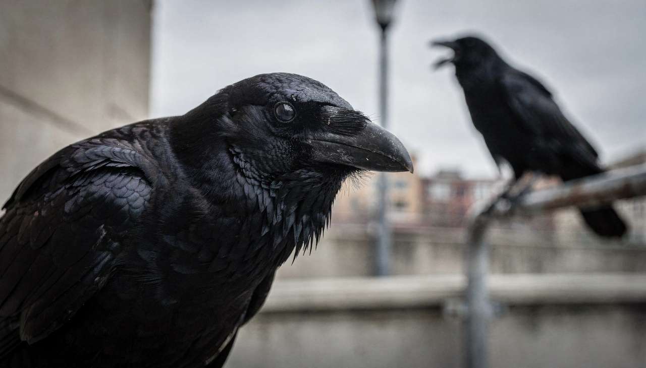 A ave super inteligente guarda rancor e avisa os de sua espécie