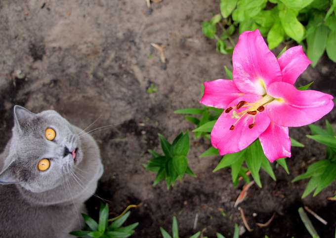 Se você tem gato em casa, cuidado com essas plantas!