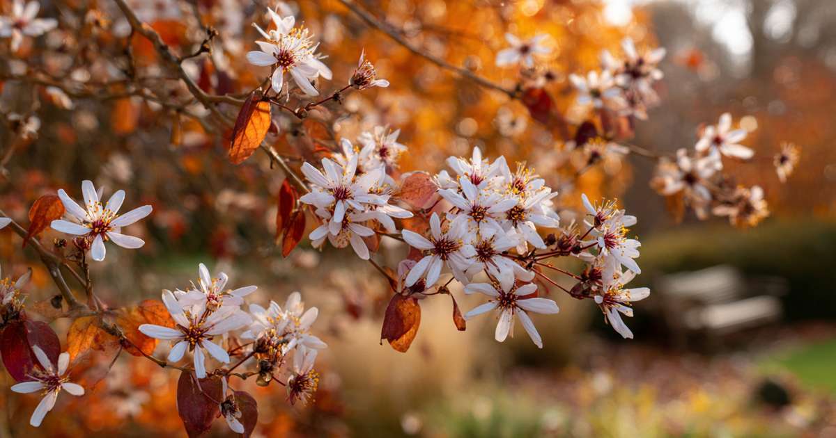 Árvore que muda de cor todo ano transforma jardins com flores, frutos e ...