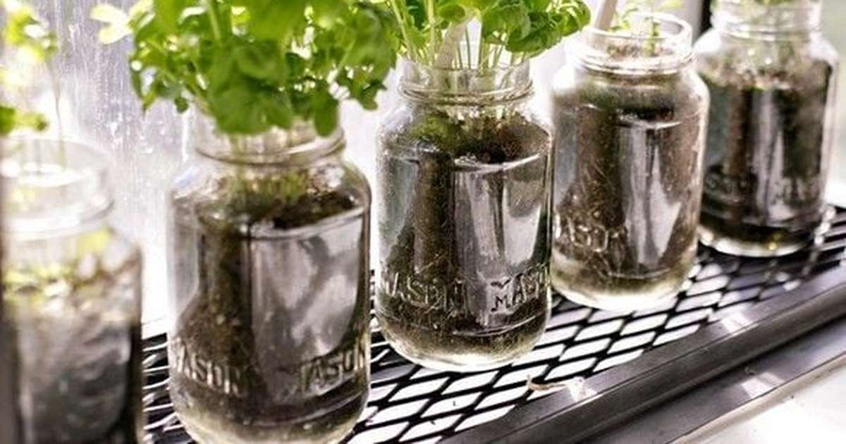 Aprenda a fazer mini hortas utilizando garrafas e potes de vidro