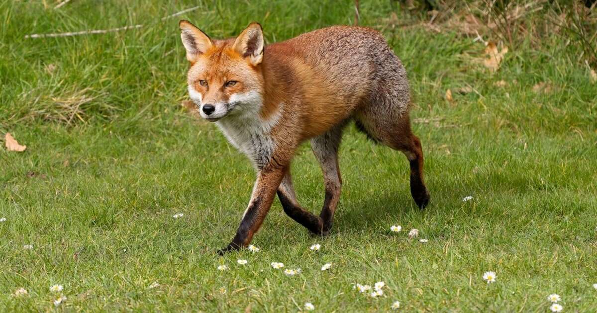 7 curiosidades interessantes sobre as raposas