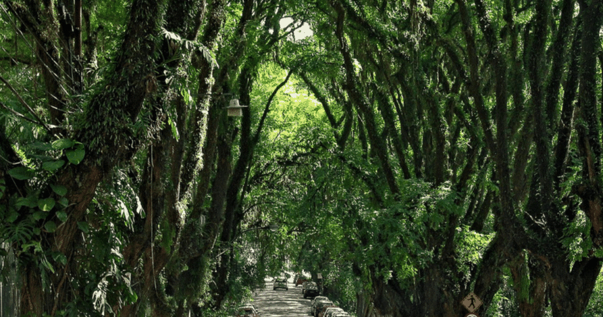 Essa rua brasileira tem algo tão raro que parece de outro mundo