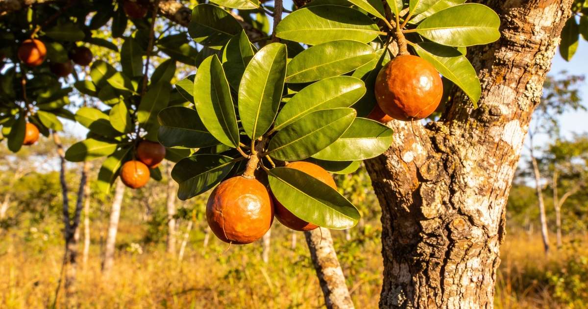A fruta com gosto de chiclete que você pode ter no meio do jardim