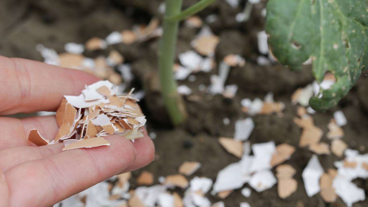 Estas 4 plantas adoram casca de ovo triturada: crescem mais rápido ...