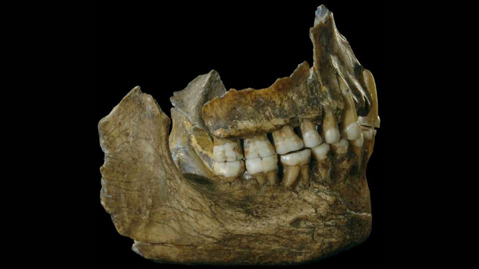 Um dente com 59 mil anos mostra que os neandertais usavam brocas para ...