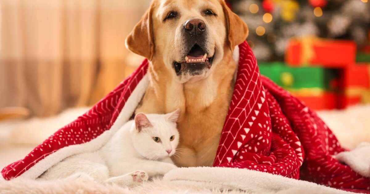 O que dar de Natal para seu pet? Veja 10 ideias criativas para cães e gatos