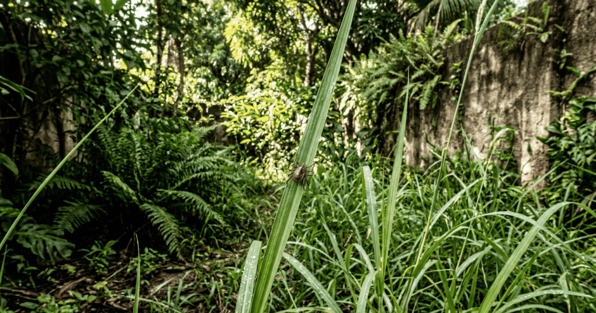 Se você possui cachorros em casa, mantenha eles longe dessas plantas ...