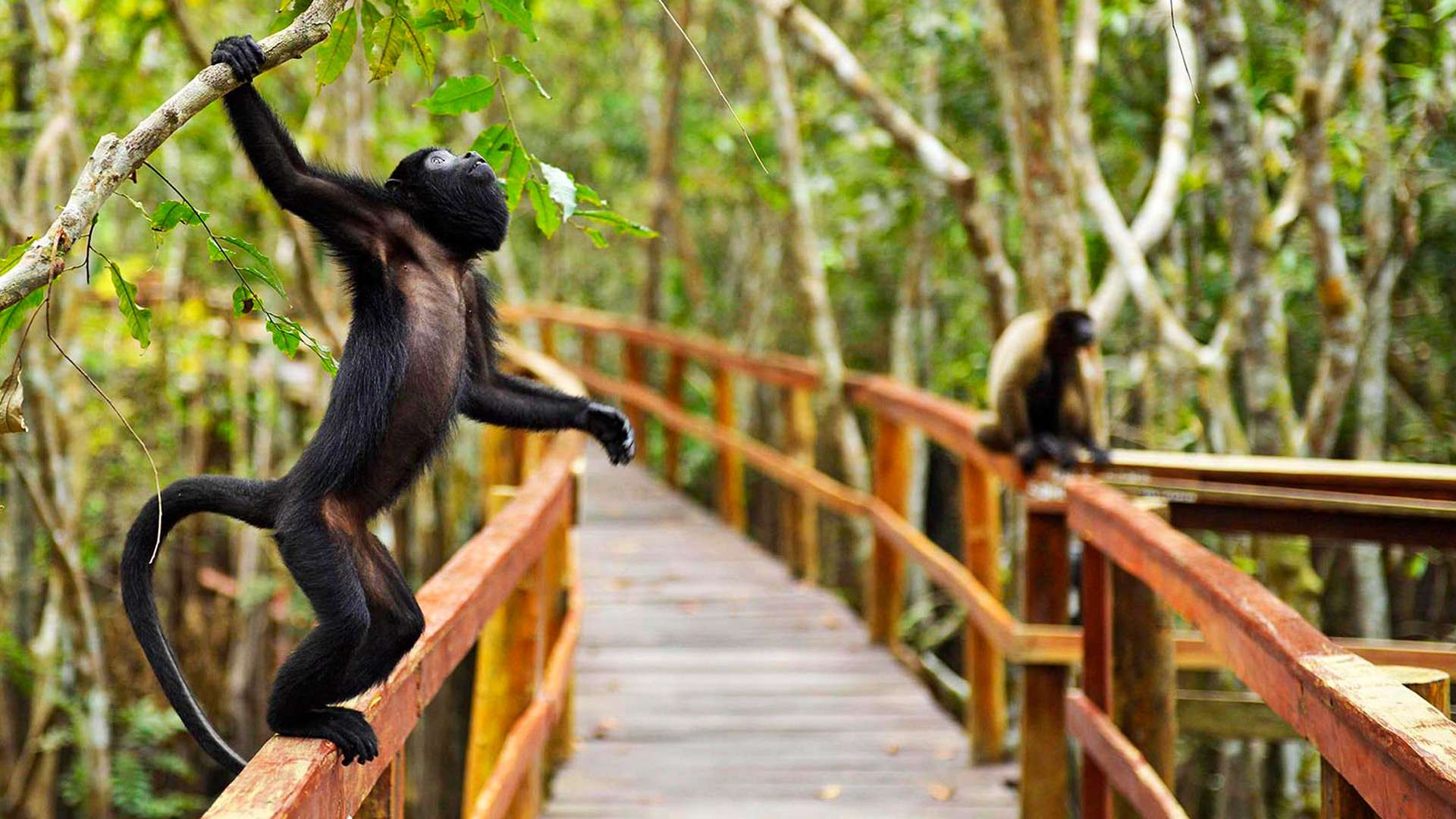 10 motivos para visitar a Amazônia