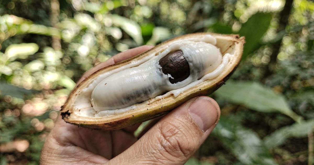 A fruta com casca aveludada que esconde um recheio com o sabor de creme ...